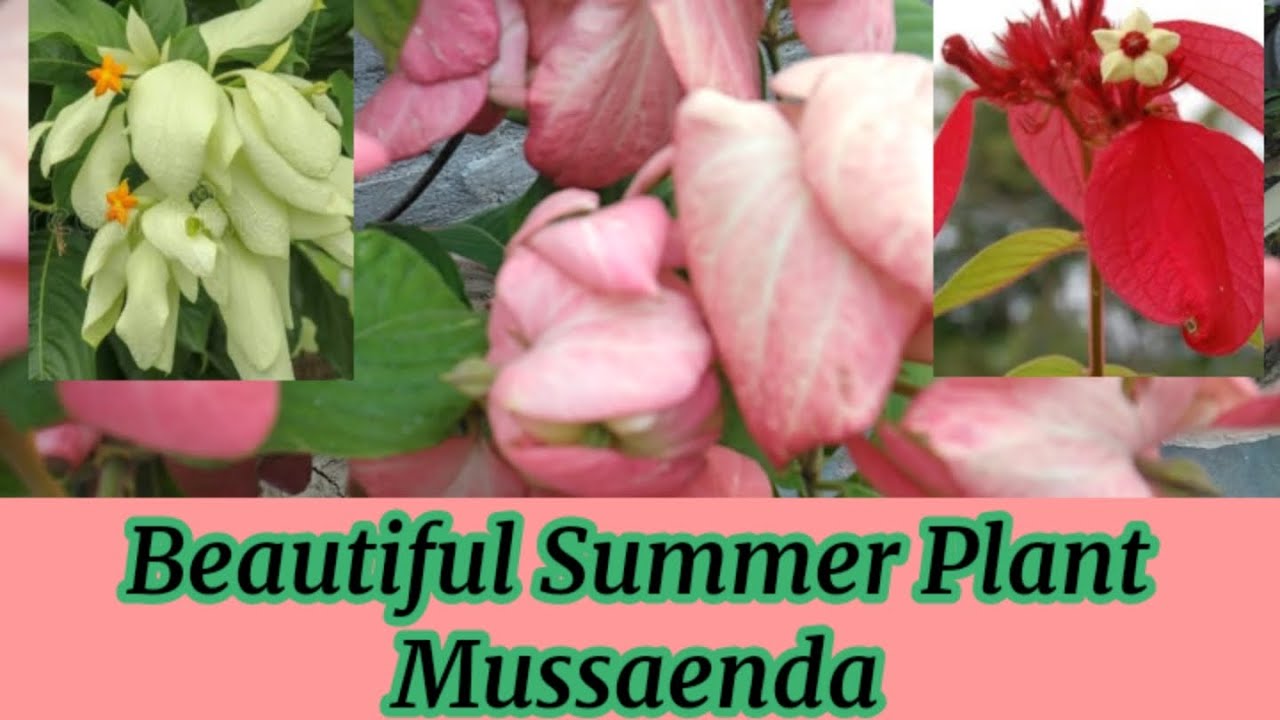 Beautiful Summer Flower Plant Mussaenda || Mussaenda plant Care and ...