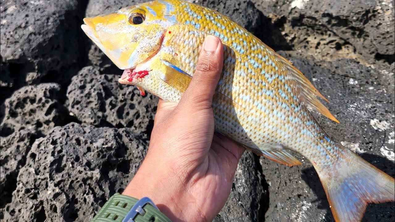 CATCH AND COOK | SHORE CASTING IN MAURITIUS - EP 3 - YouTube