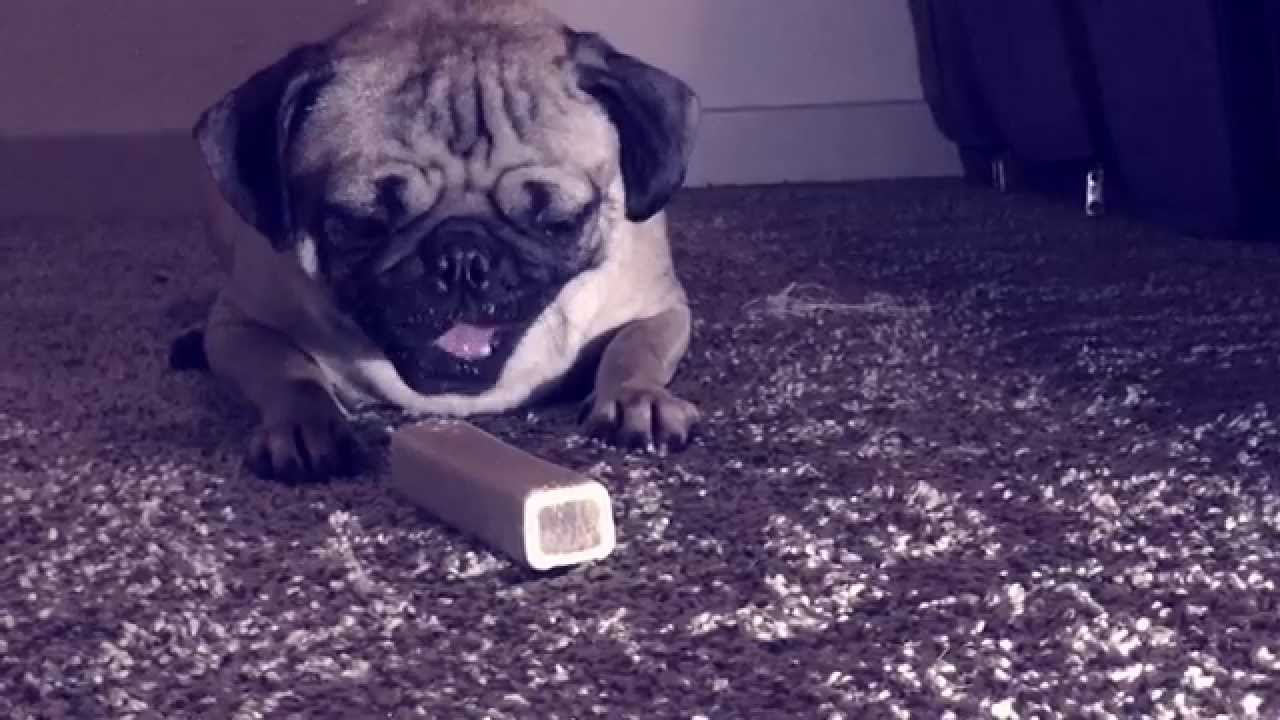 Pug heaven - YouTube