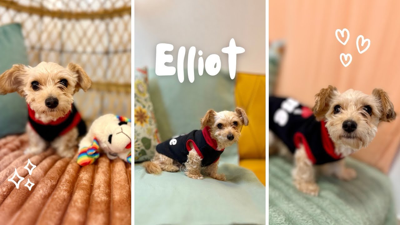 The tiniest little teddy bear pup! Elliot Demarcus - YouTube