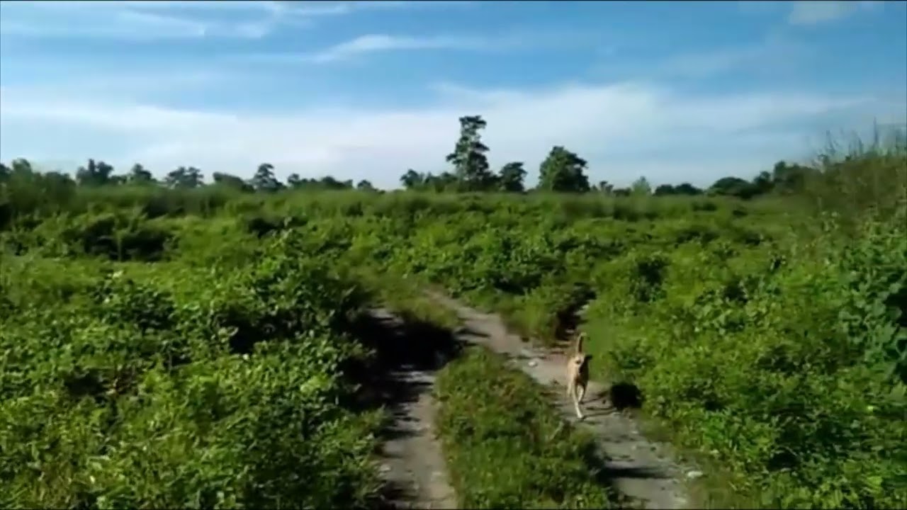12.9 HECTARES ALONG McArthur HIGHWAY FRONTAGE CAPAS TARLAC - YouTube