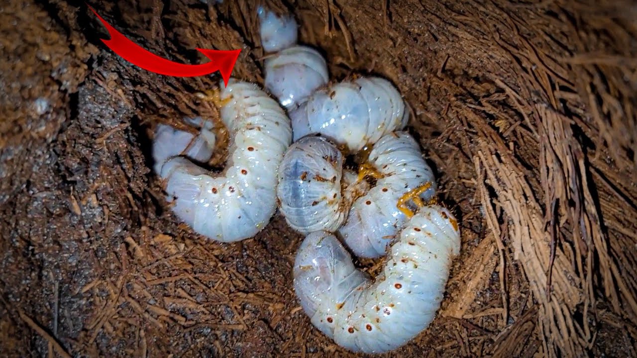 Release Beetle Worm Into Coconut Tree #insects #ant #eatingrice #snail ...