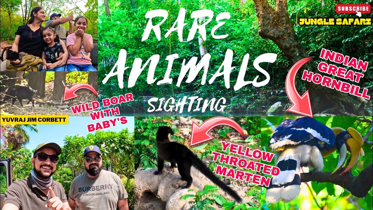 RARE ANIMALS SIGHTING HO GYI KAFI DINO BAAD DHELA ZONE SAFARI MAIN 😍 # ...