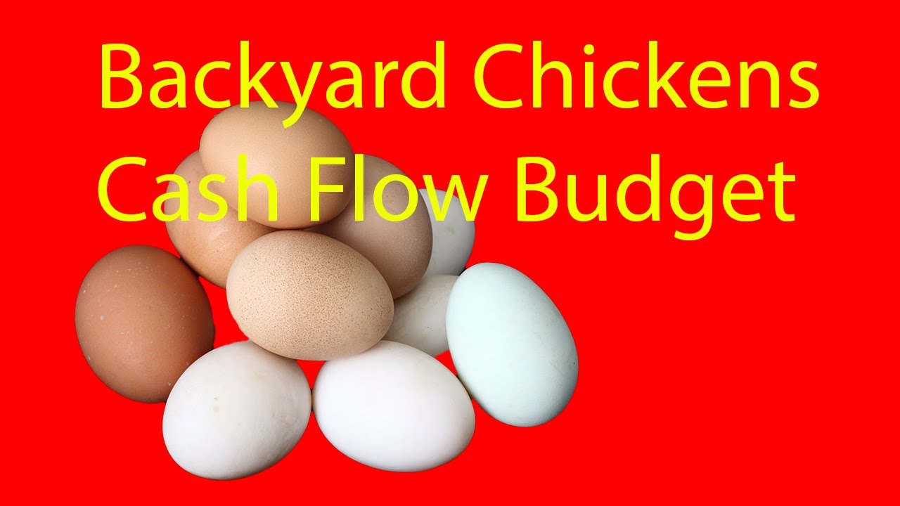 Backyard Chicken Cash Flow Budget -- Small Scale Egg Production - YouTube
