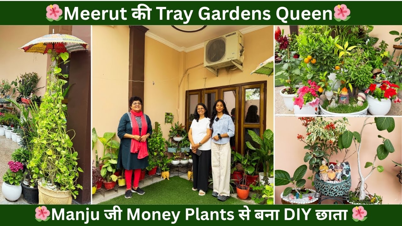 🌺Meerut की Tray Gardens Queen-Manju जी Money Plants से बना DIY छाता 🌺 ...