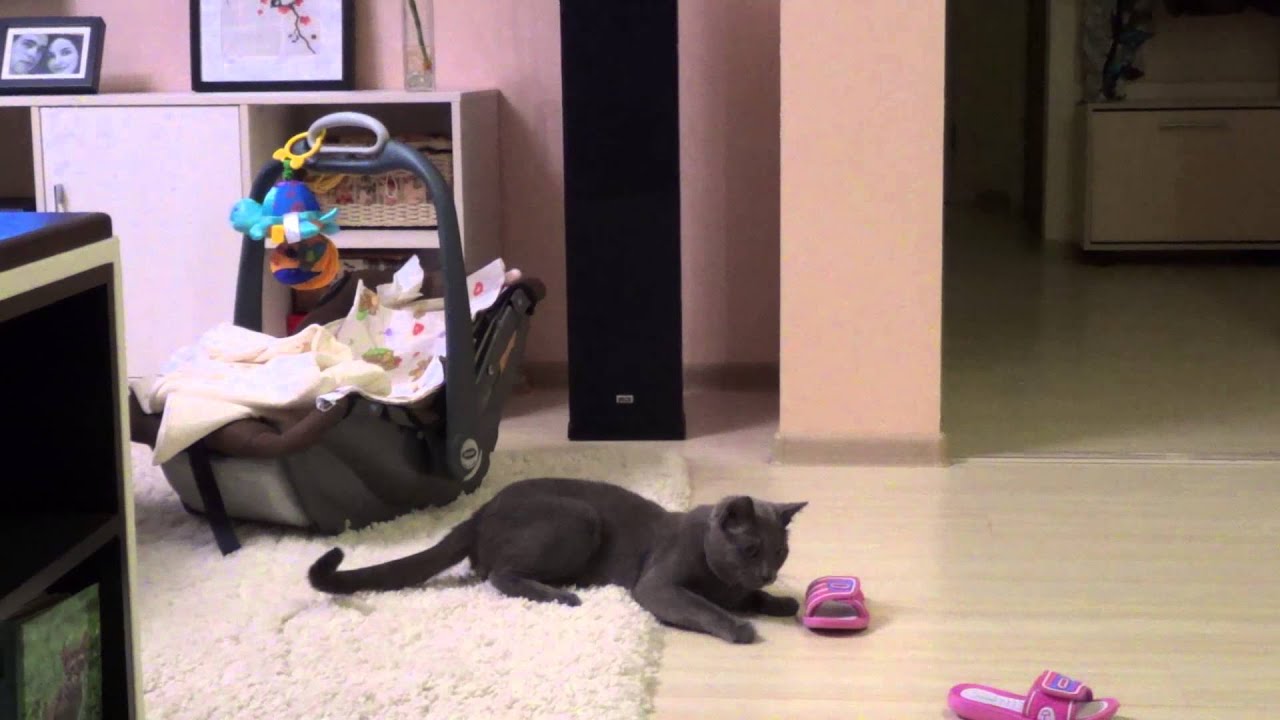 Кот в засаде (русская голубая кошка в игре) (russian blue cat in game ...