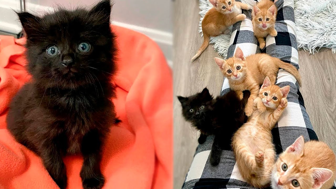 Needy kitten goes to orange heaven after he was found hiding in the ...