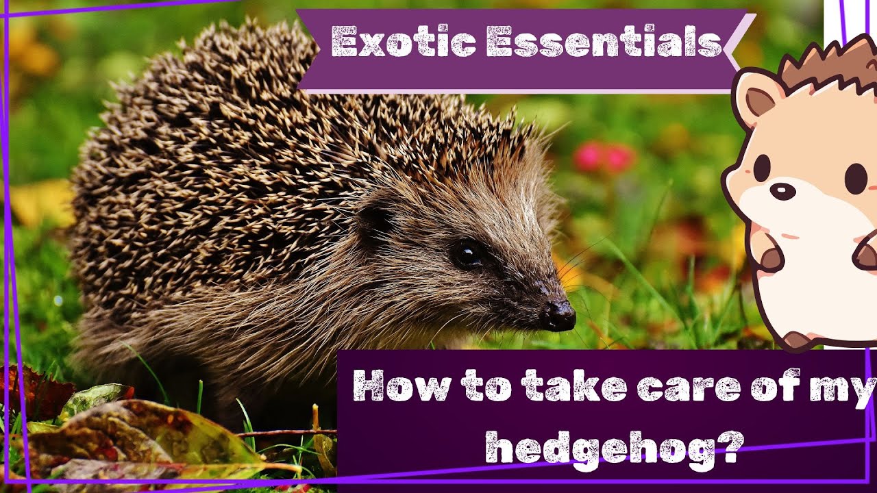 Essential Hedgehog Care: Tips for Happy and Healthy Pets! - YouTube