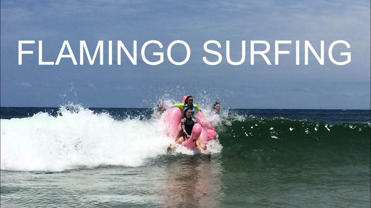 FLAMINGO SURFING - YouTube