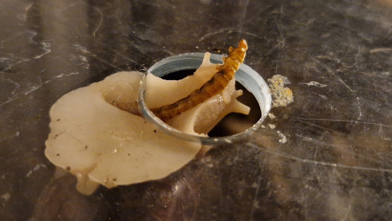 epic snail terrarium with ground police isopods and worms #isopods # ...