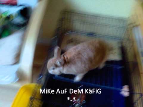 Der beste Hase der Welt | No Angels- Thats The Reason | - YouTube
