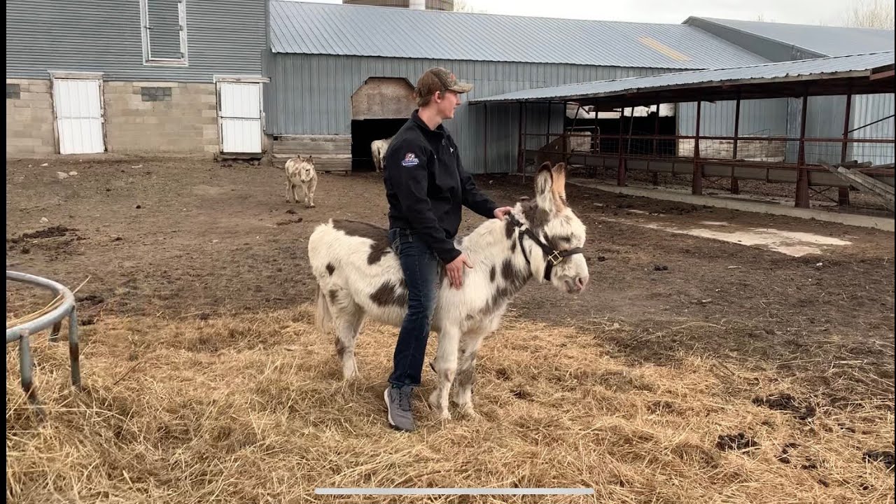 How To Ride A Pig - YouTube