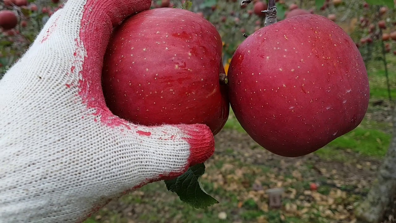 Olma terish, olmani qizartirish, olma bog' haqida ma'lumotlar - YouTube