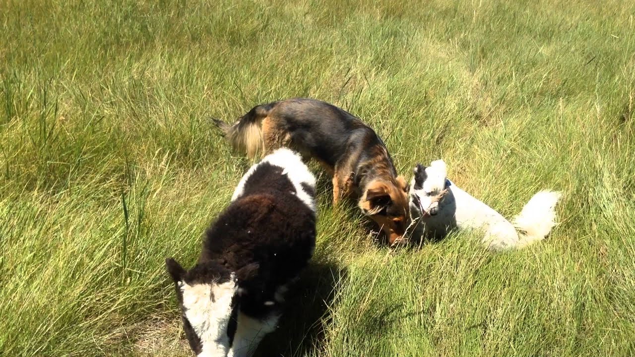 Yak runs FAST! - YouTube