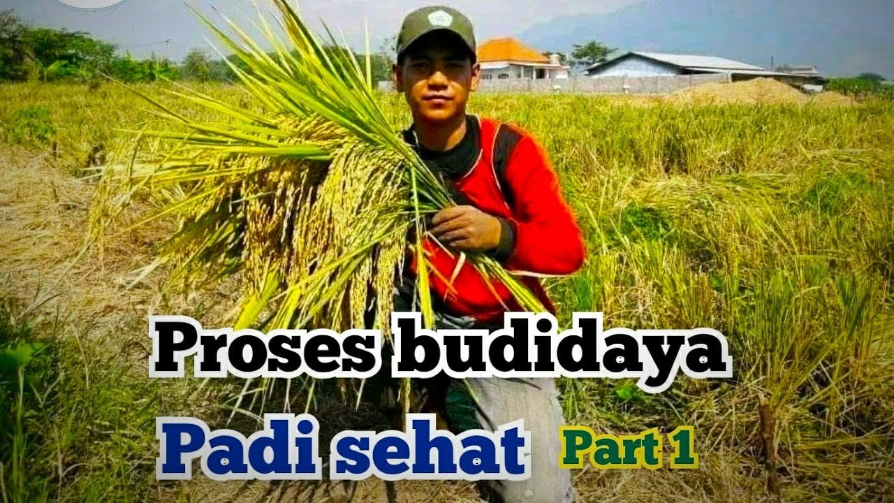 proses budidaya padi sehat part.1. #afiforganik - YouTube