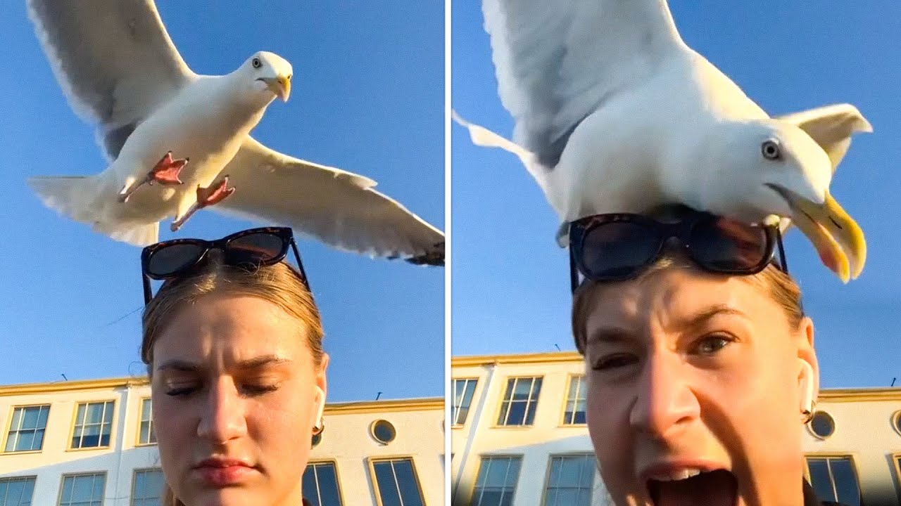 Bird Shows Its Strength - YouTube