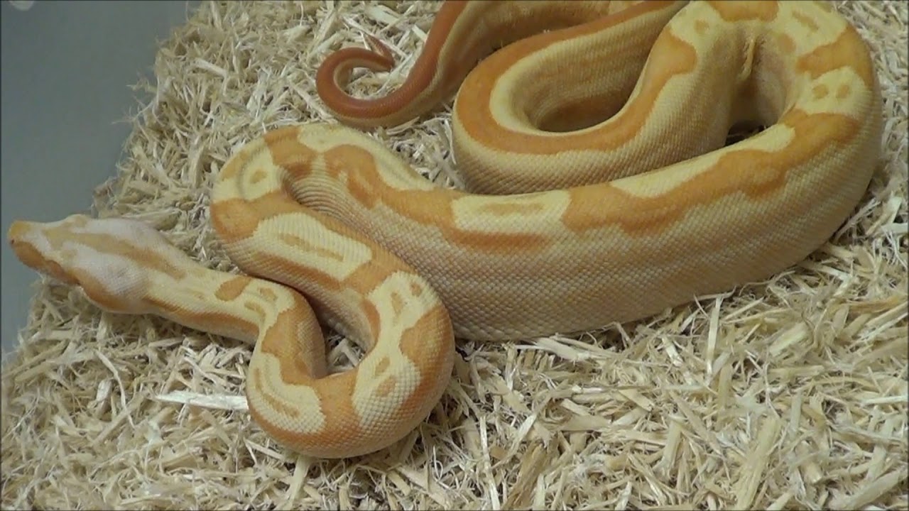 1 2017 Female Sun Dream Motley Boa, video updated - YouTube