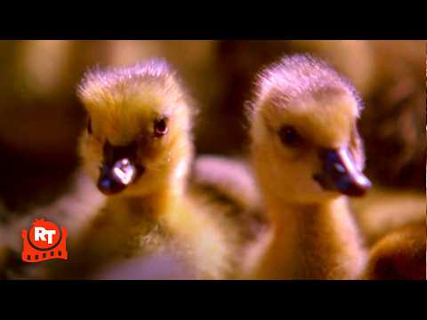 Fly Away Home (1996) - Can I Keep Them?? (1/10) | Movieclips