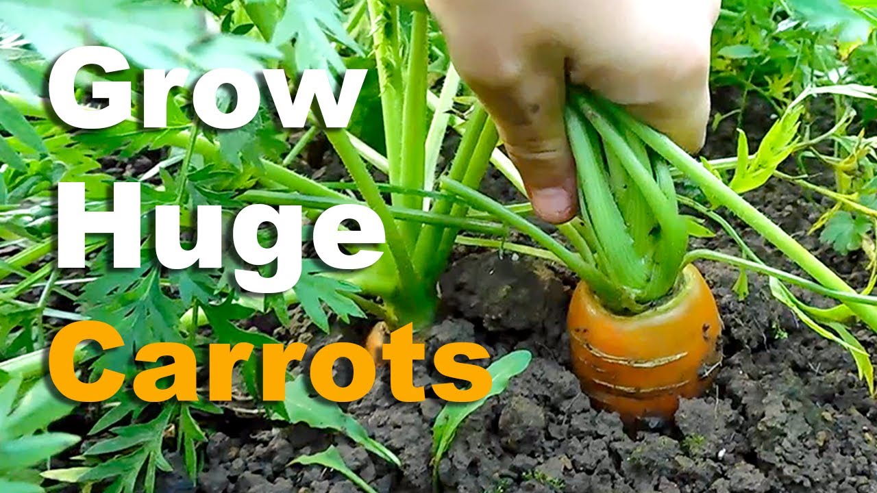 How To Grow Carrots | Complete Guide To HUGE Carrots! - YouTube