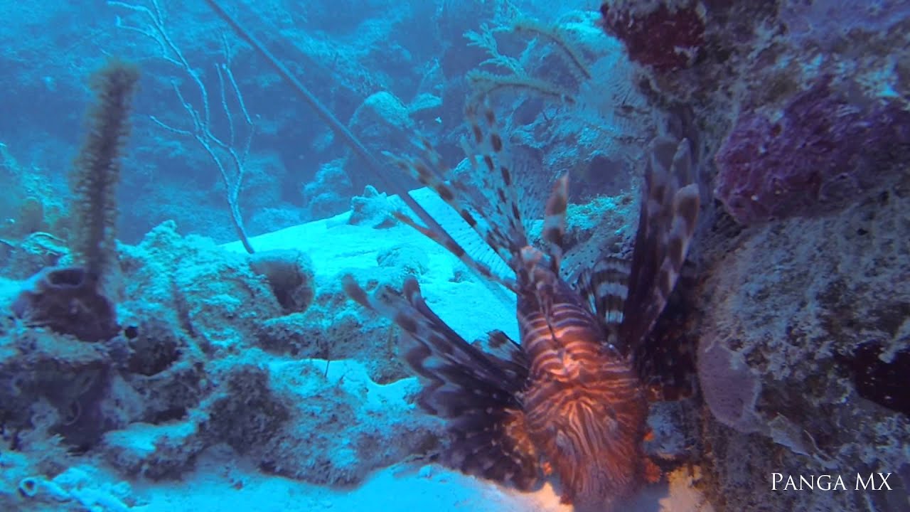 Killing Lionfish - YouTube