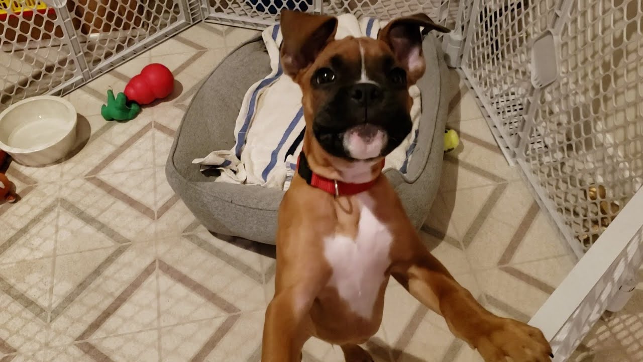 Merry Christmas from boxer puppy Gizmo - YouTube