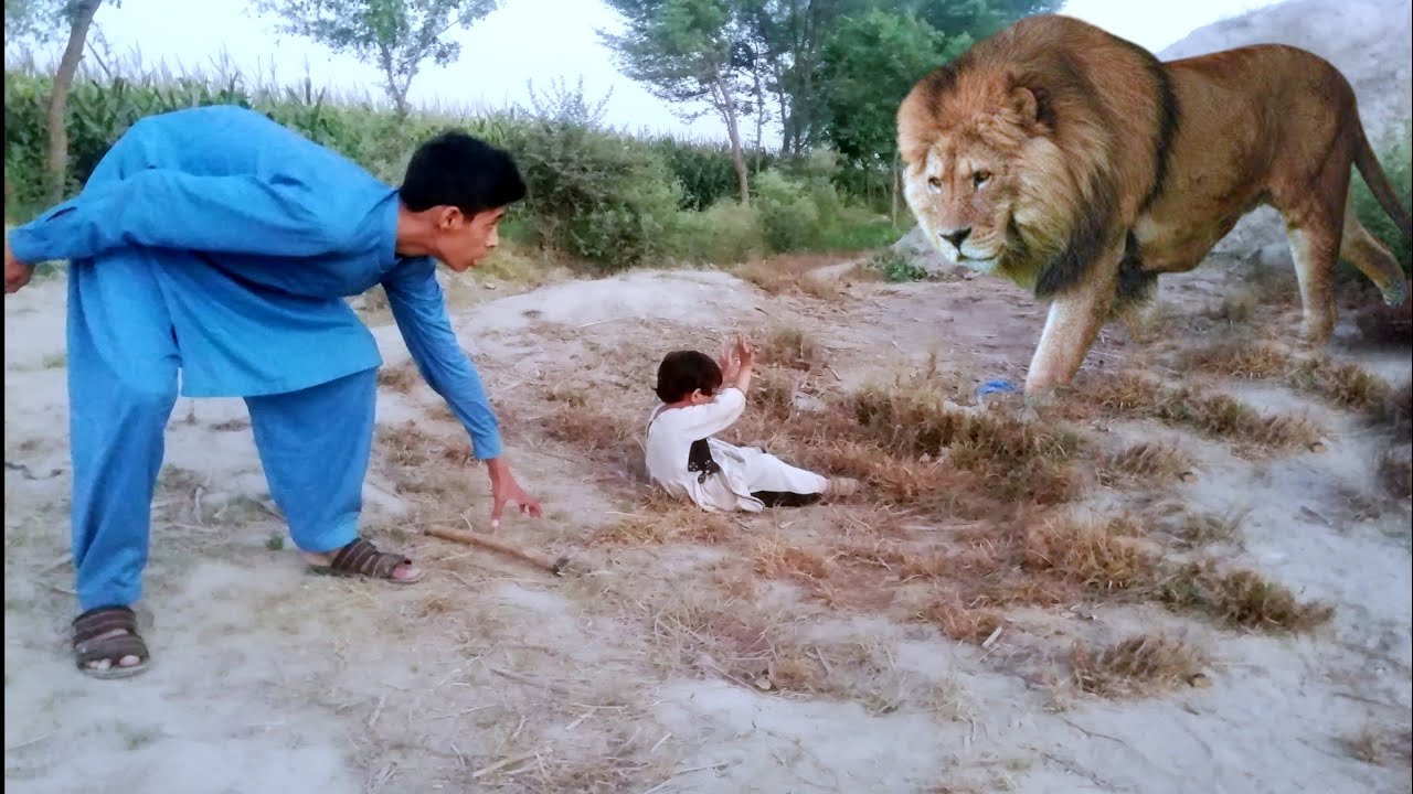 Big lion attack on man in the forest | sher ka shikar | wild animals ...