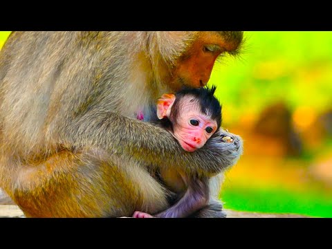 Welcome New Cutest Baby Monkey Got Birth Today - YouTube