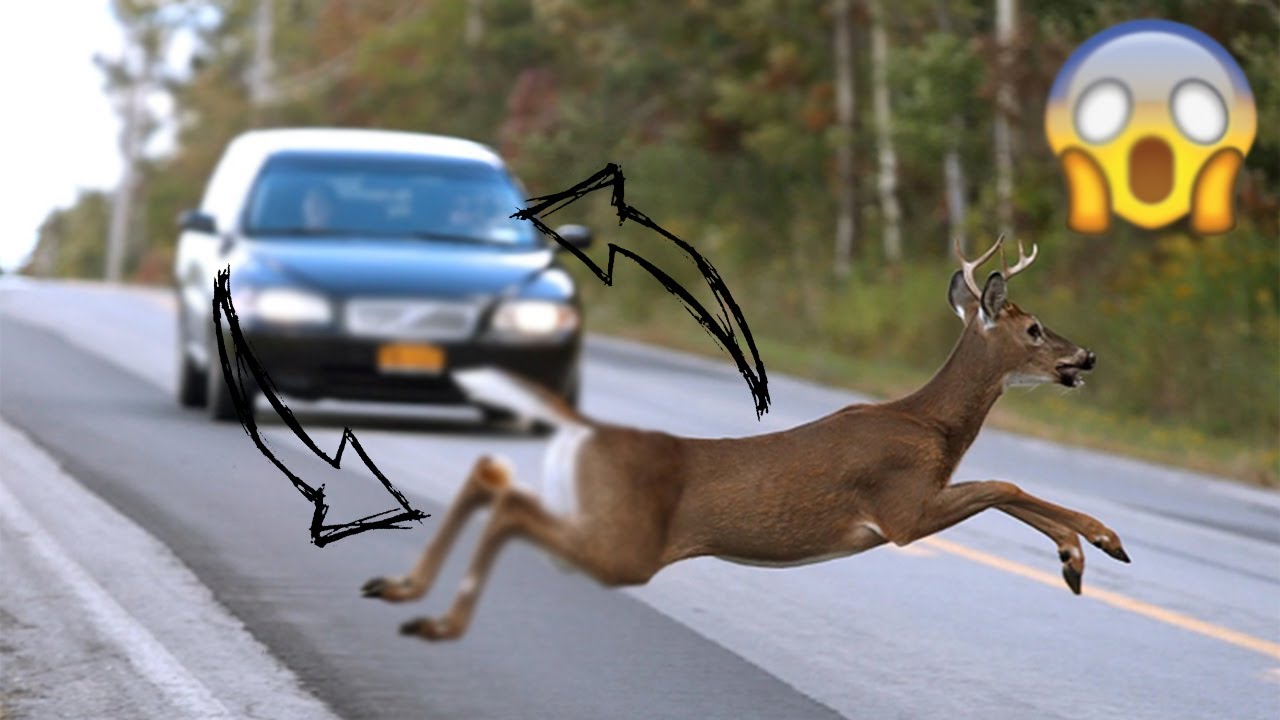Stupid deer fail | TikTok Compilation - YouTube