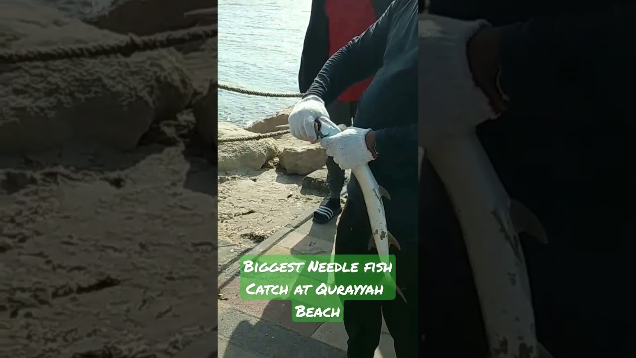 Biggest Needle Fish Catch at Qurayyah Beach - YouTube