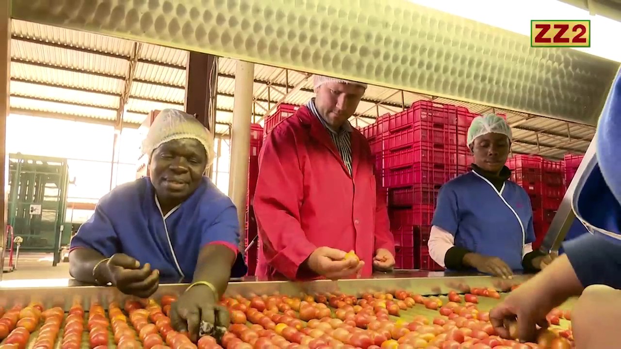 ZZ2 News #2 (English) - YouTube