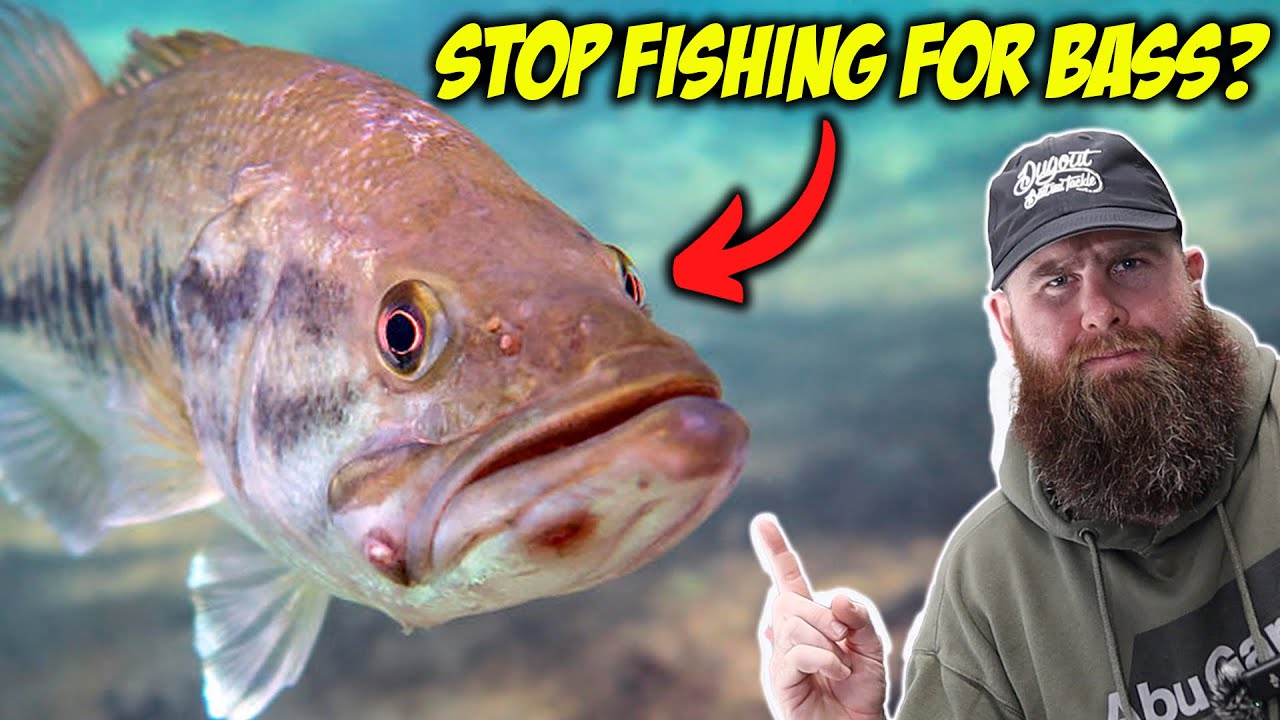 STOP Fishing For Bass to Catch MORE Bass? - YouTube