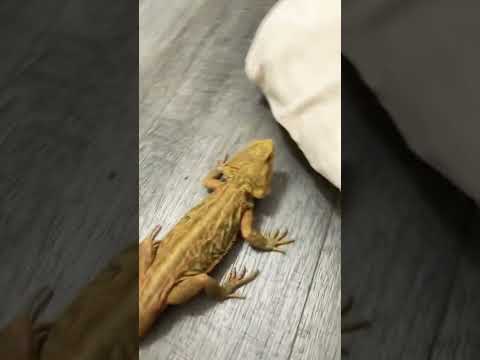 Sparky running away - YouTube