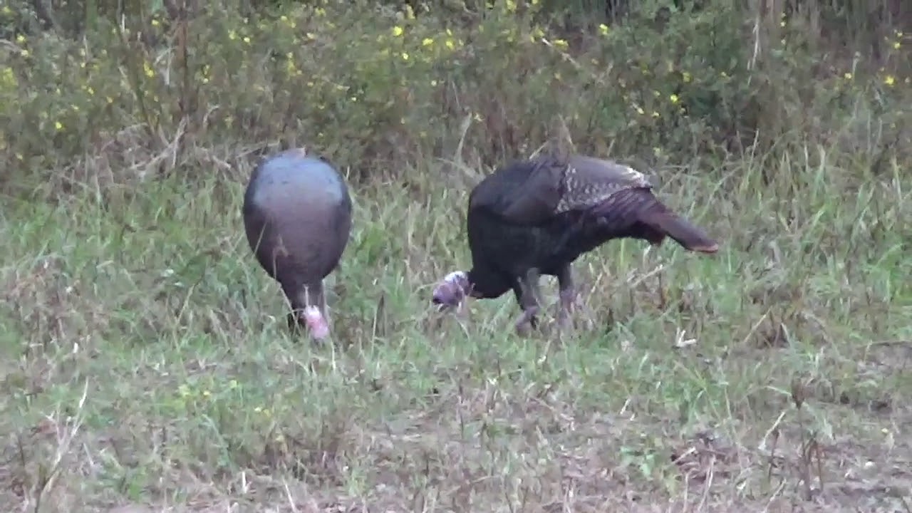 Why We Plant Chufa - YouTube