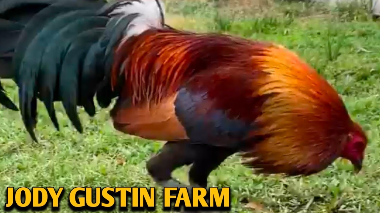 Penny Hatch Asil Kelso - JODY GUSTIN FARM - YouTube