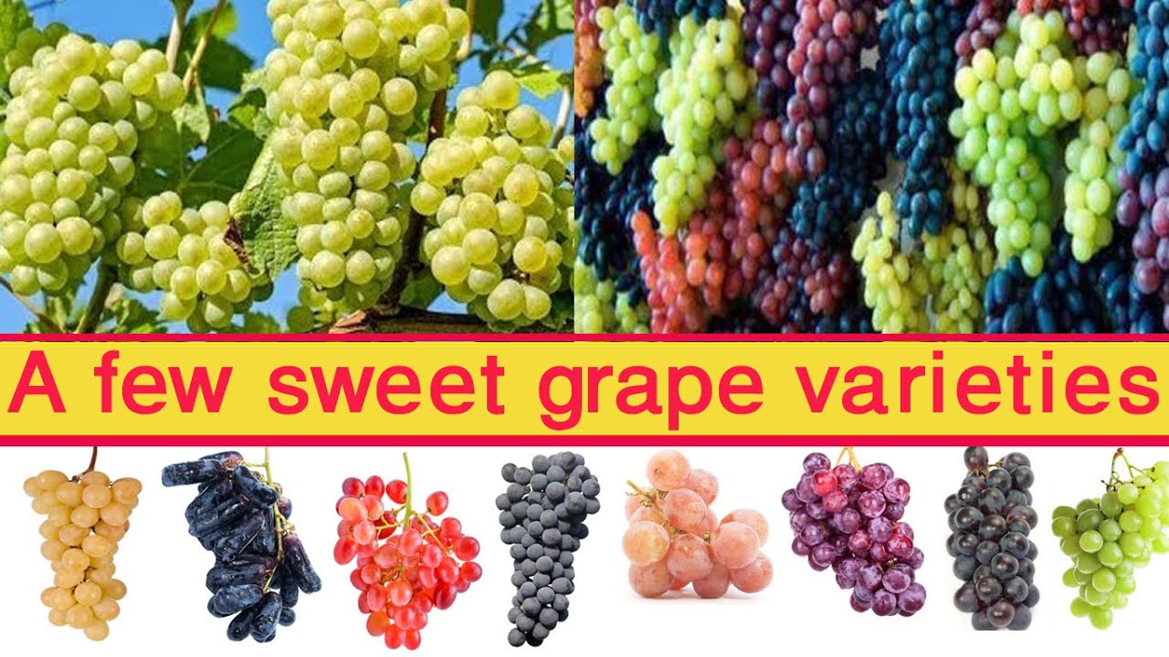 A few sweet grape varieties. - YouTube