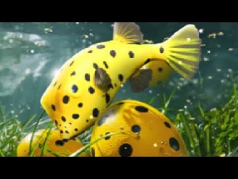 Fishing clash GOLDEN CATCH - YouTube