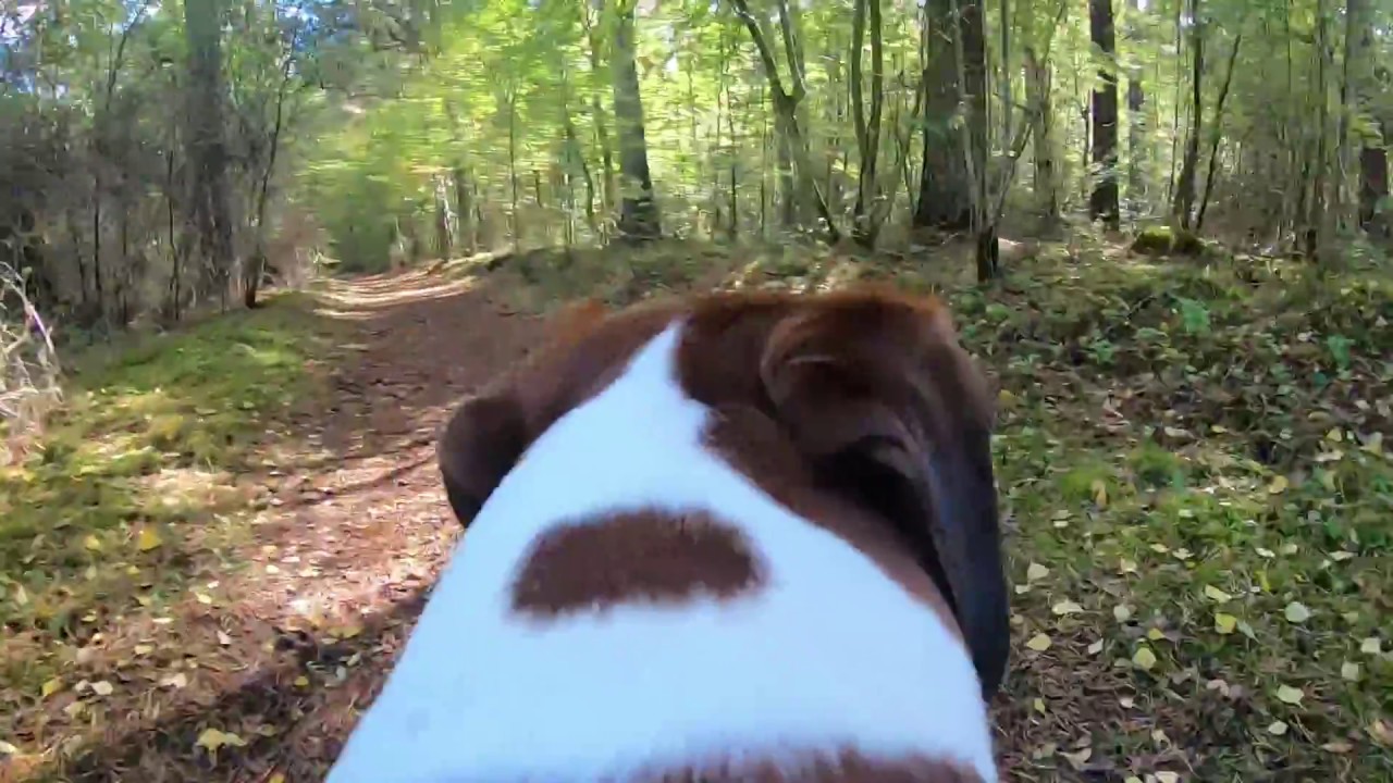 Boxer Rex Science Experiment+Win A Calendar! - YouTube