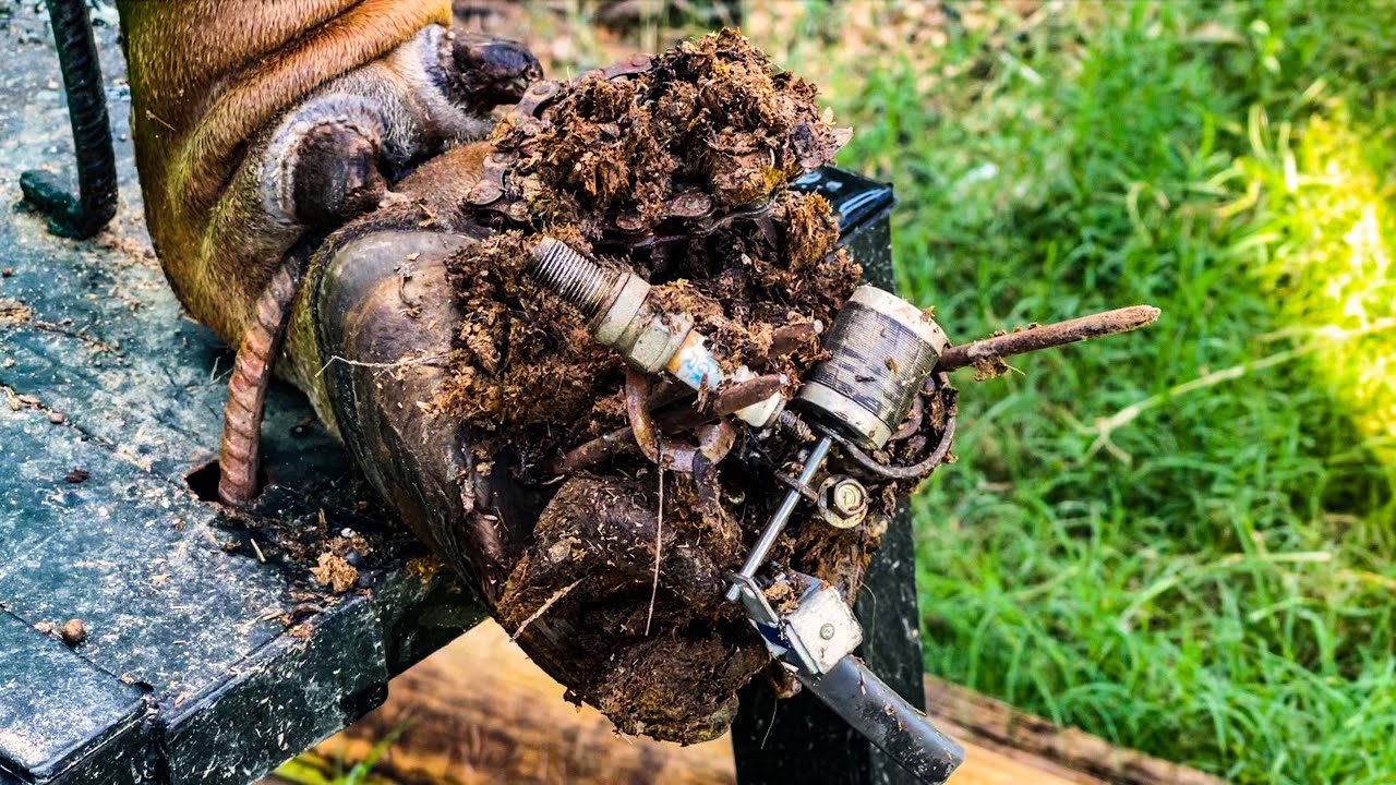 253!! Sharp construction screw penetration cow hoof got help removing by farmer - YouTube