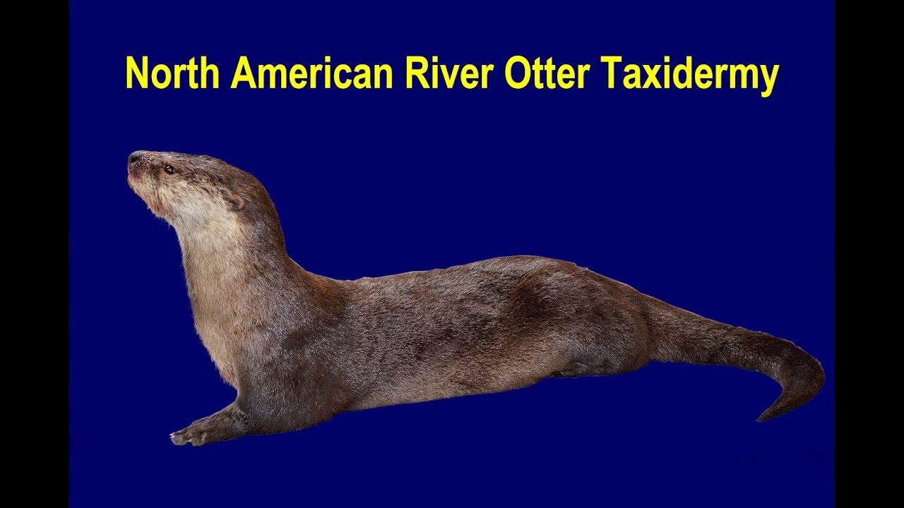 North American River Otter Taxidermy - Skinning, Part 1 - YouTube