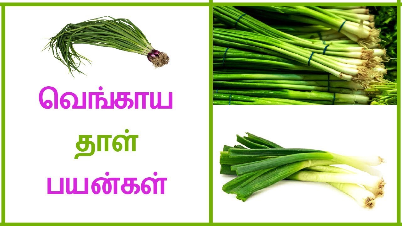 Health Benefits Spring Onions In Tamil Vengaya Thal Benefits Tamil health-benefits-spring-onions-in-tamil-vengaya-thal-benefits-tamil