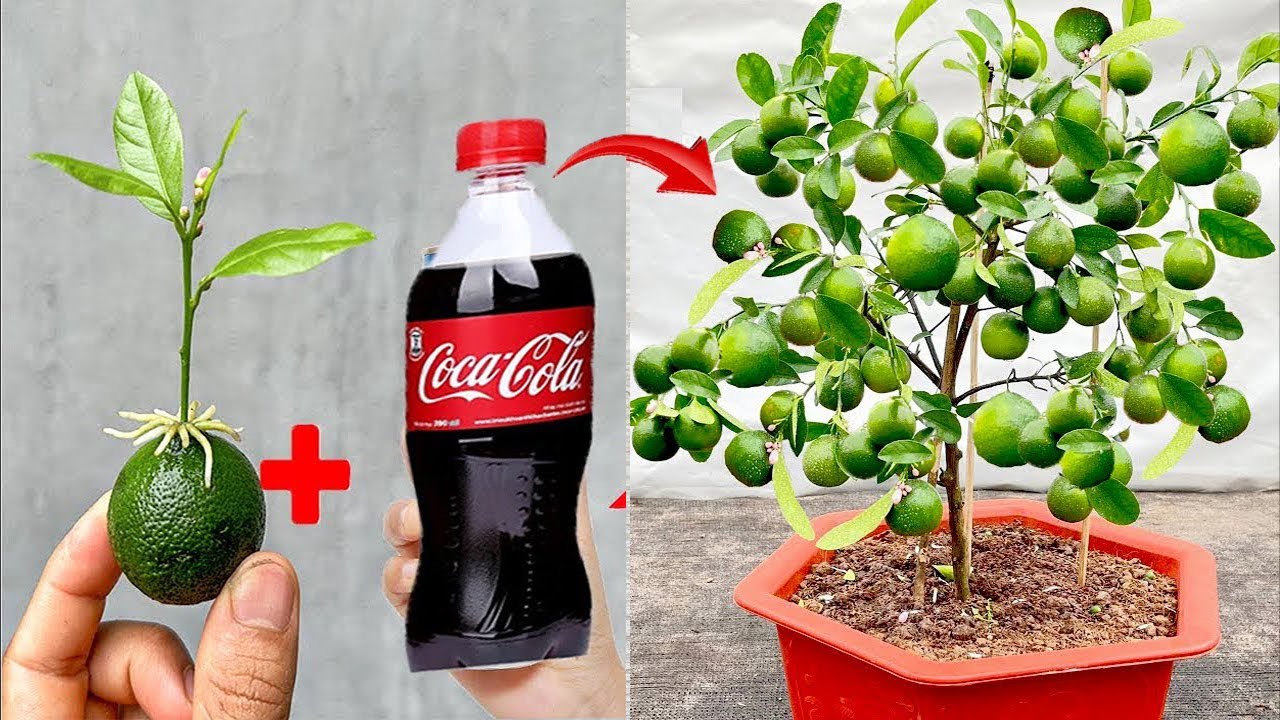 SUPER SPECIAL TECHNIQUE to propagate LEMON by branches and fruits, from ...