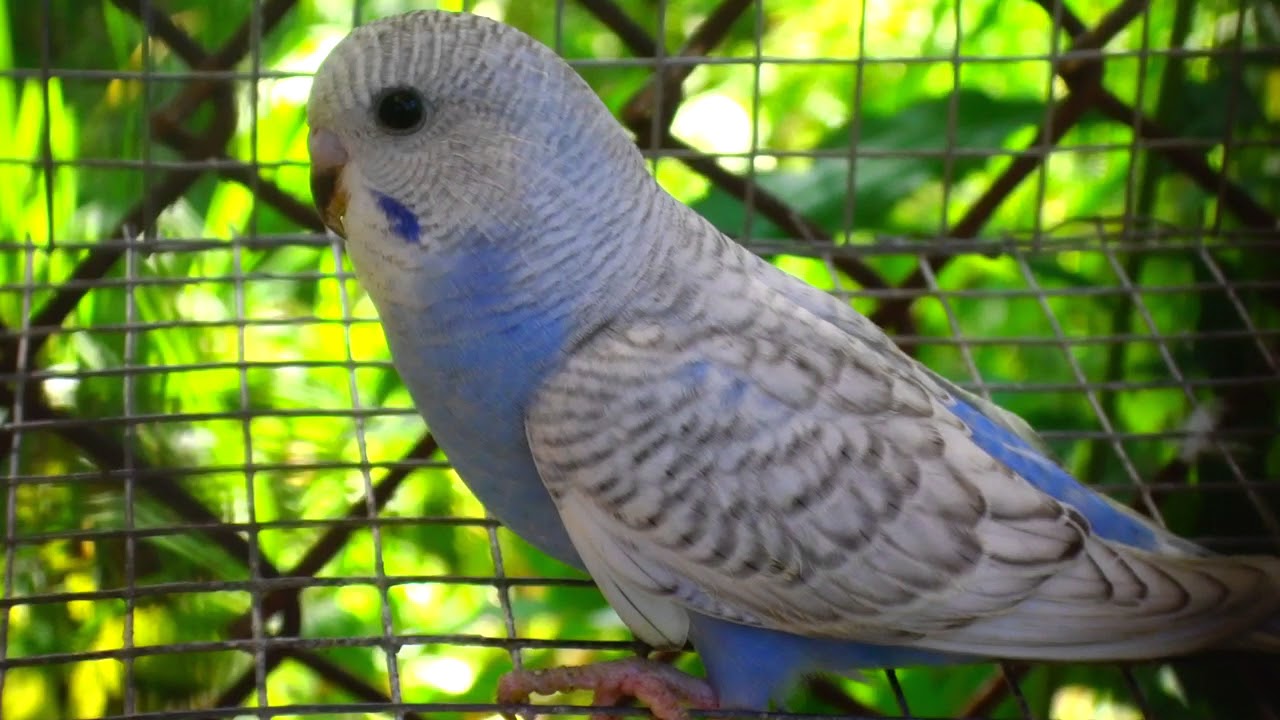 Violet Spangled Budgie/Parakeet Chick (Oliver And Adeles Clutch ...