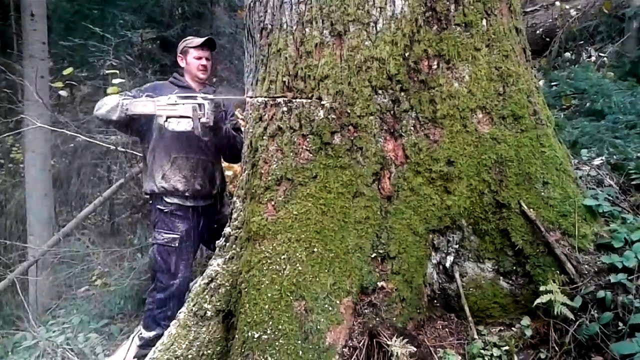 Amazing Skill Cutting Big Tree Chainsaw Machines, Professional High ...