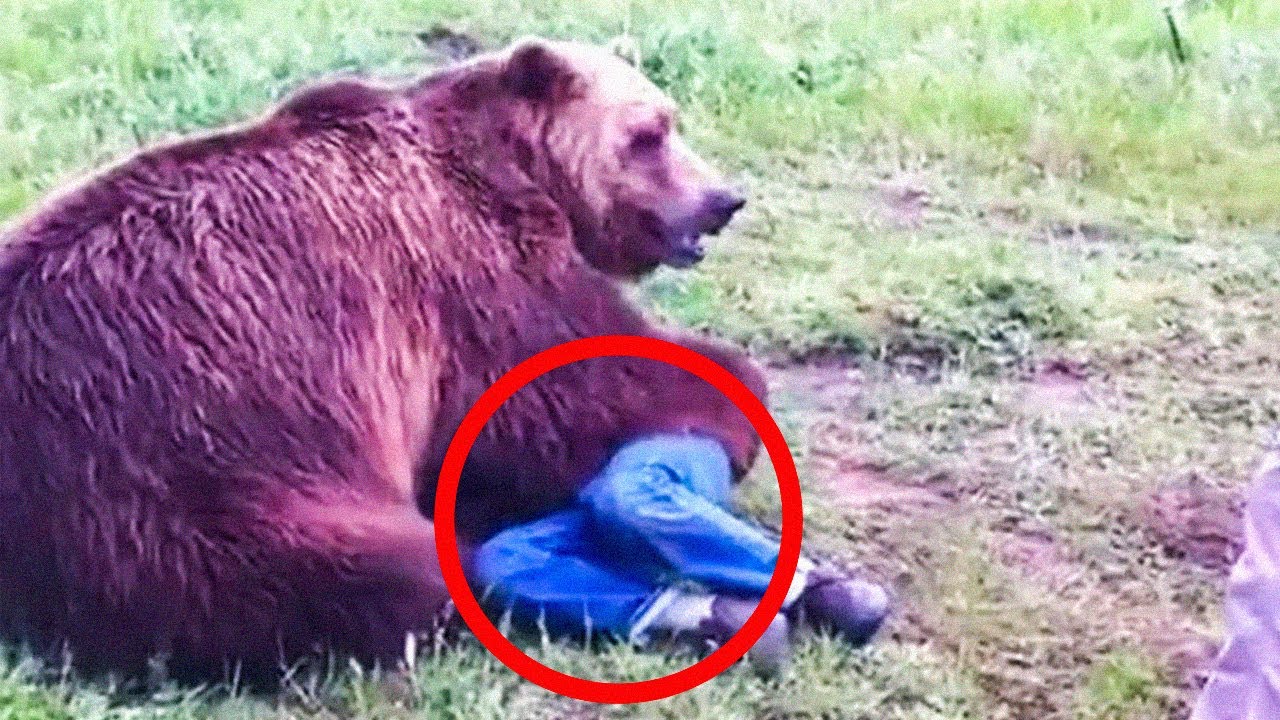 TERRIFYING Bear Encounters Caught On Camera - YouTube