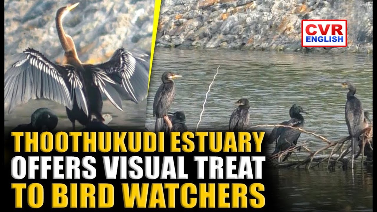 Thoothukudi Estuary Buzzes with Birds |CVR English - YouTube