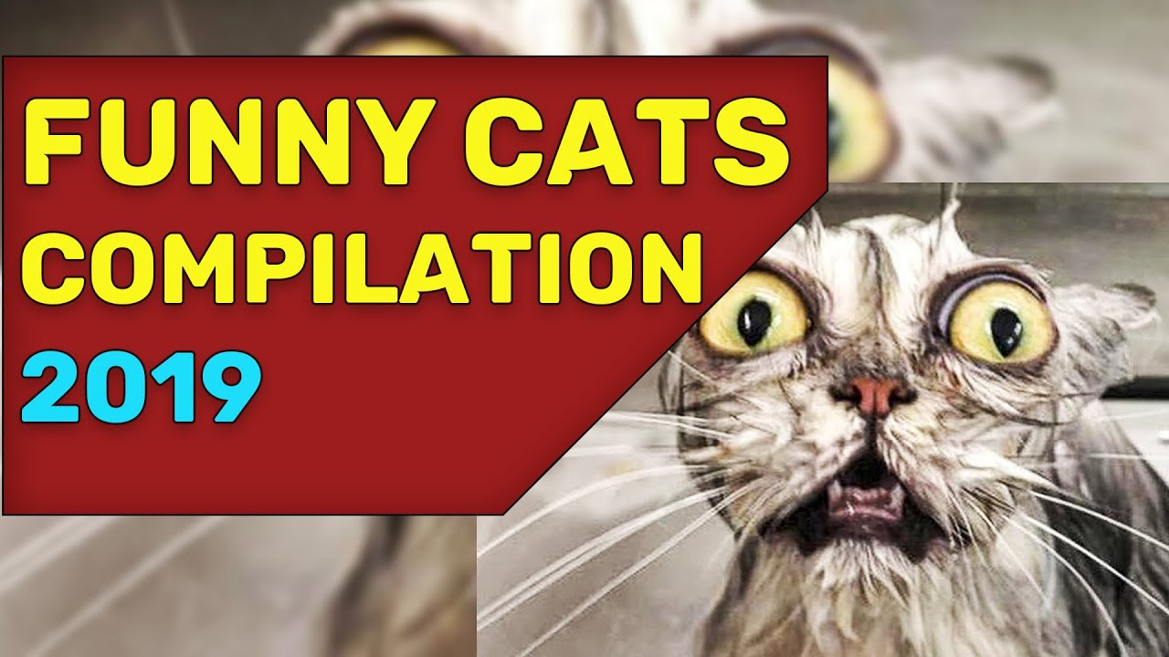 Most Wanted: funniest cats compilation november 2019 (5minutes) - YouTube