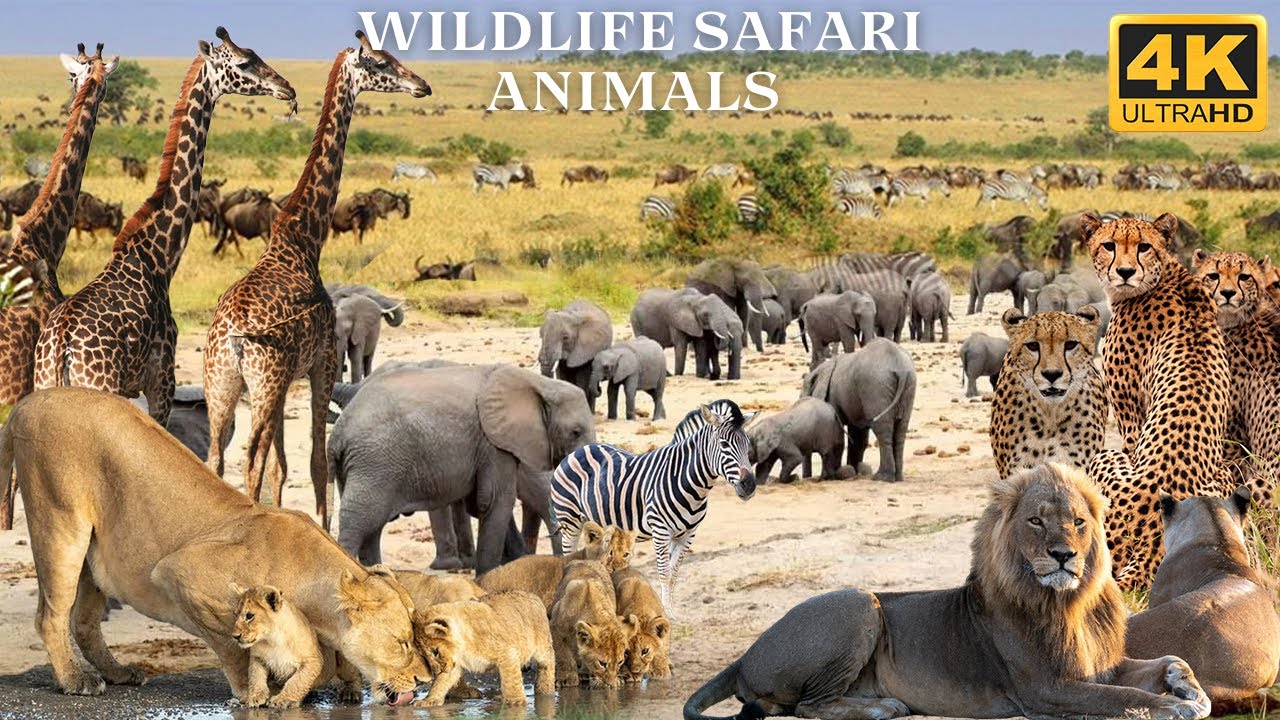 Discover The BEST Wildlife Scene | African Animals in 4K Ultra HD ...