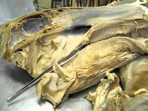 Med. Veterinária - Sistema Digestório - Aula Ricardo Esôfago - YouTube