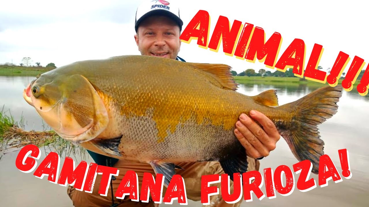 🔥 MIRA LA FUERZA DE ESTE PEZ, PESCA DE GAMITANA ( TAMBAQUI ) PUCALLPA ...