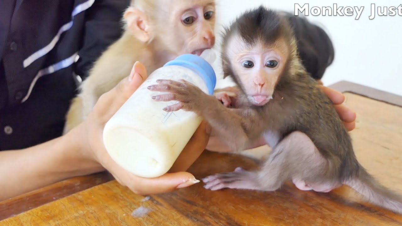 Cute Baby Monkey Justin| Monkey Katy Steals Milk From Monkey Justin ...